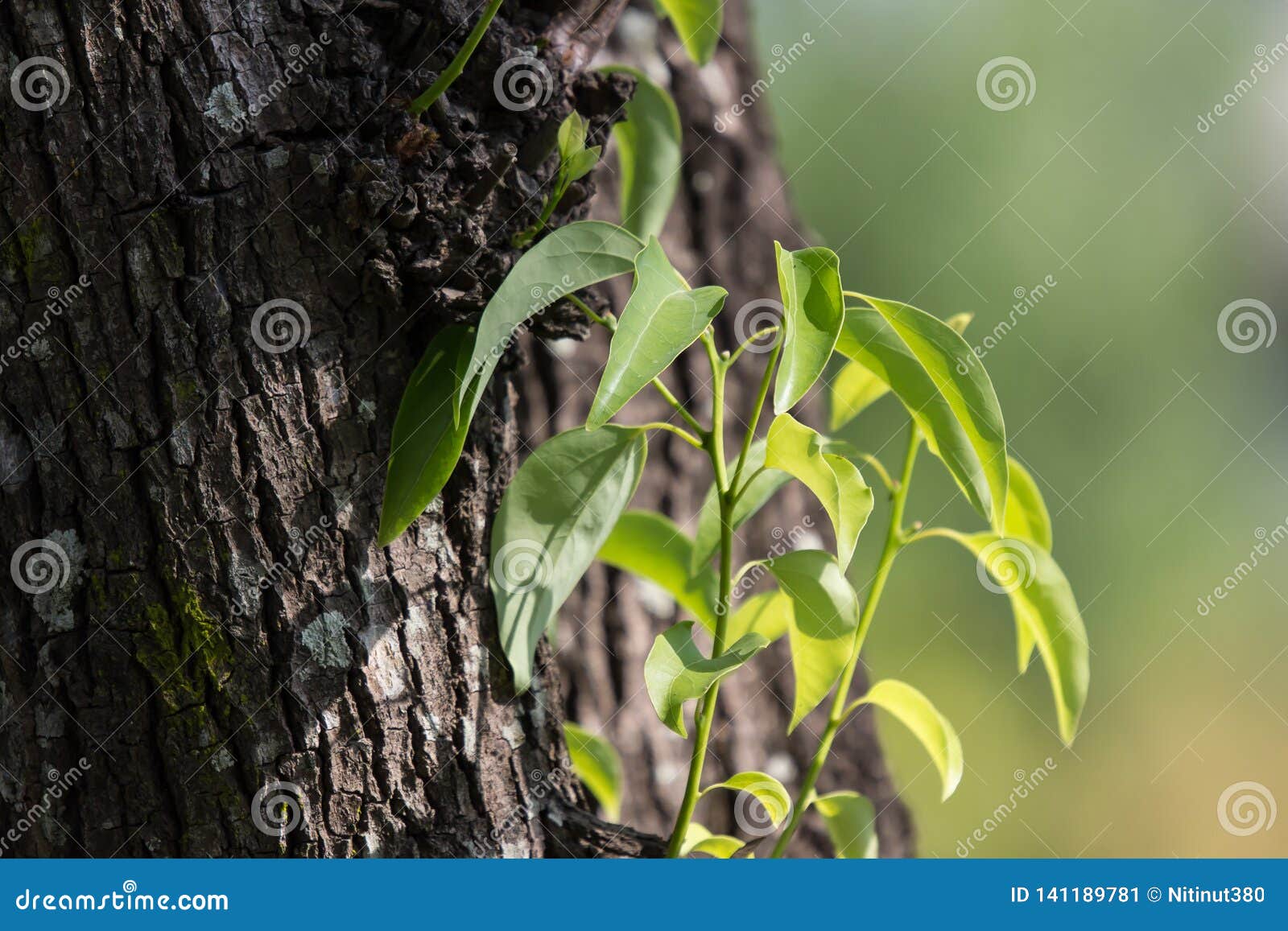 Leaf of Cinnamomum Camphora Tree Stock Image - Image of sweet, bright ...