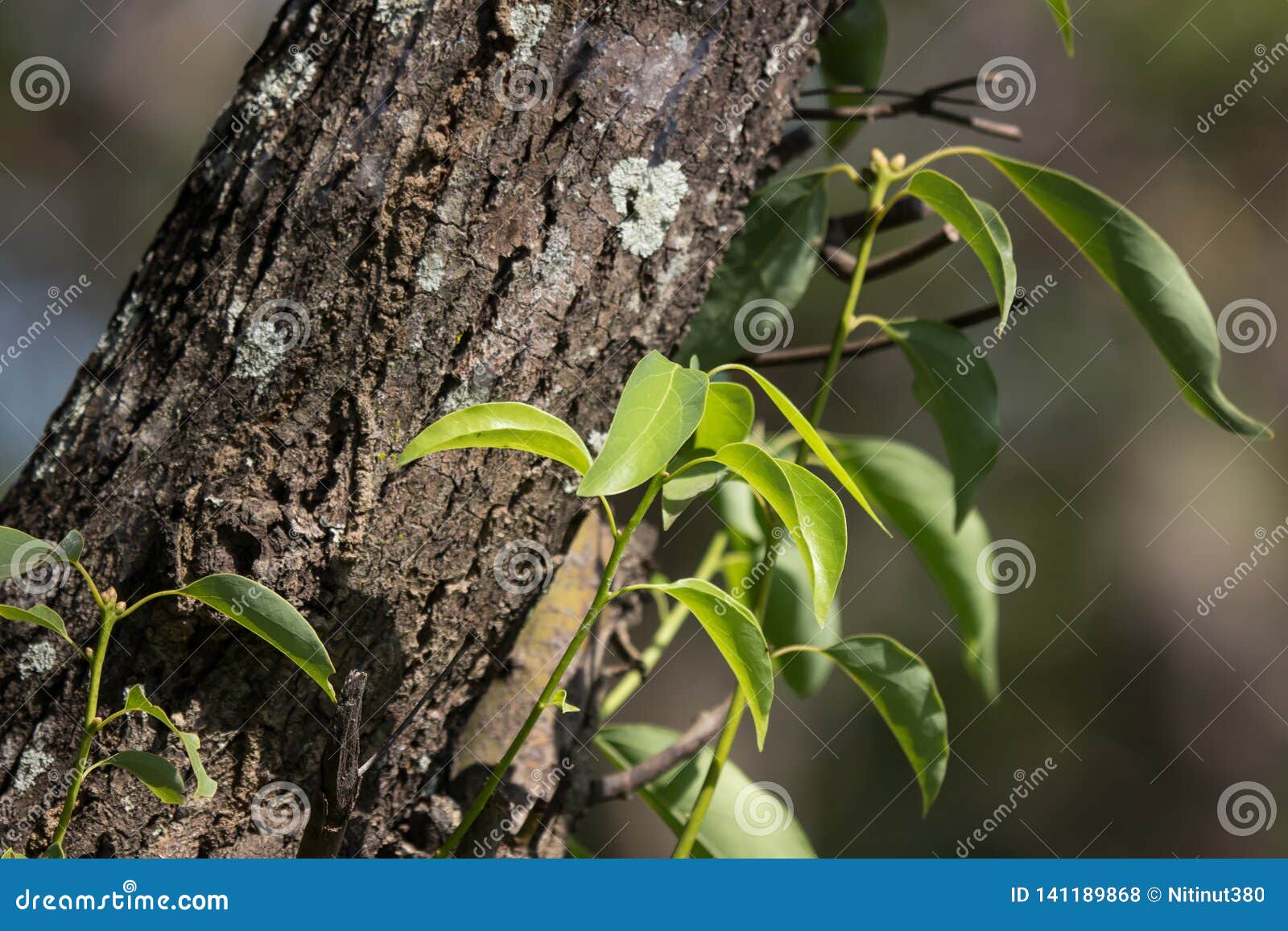 Leaf of Cinnamomum Camphora Tree Stock Photo - Image of large, sweet ...