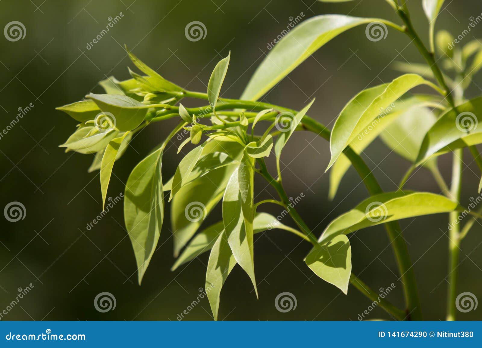Leaf of Cinnamomum Camphora Tree Stock Photo - Image of evergreen ...