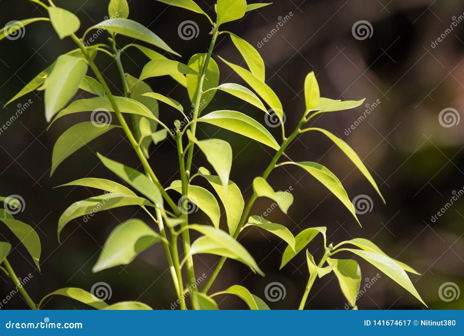 Leaf of Cinnamomum Camphora Tree Stock Image - Image of environment ...