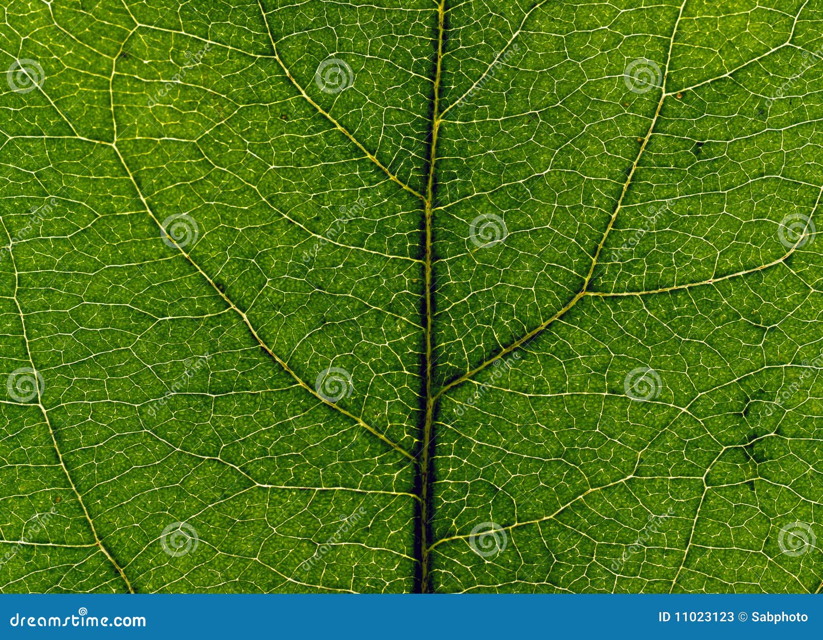 Leaf close-up stock image. Image of leaf, closeup, asymmetry - 11023123