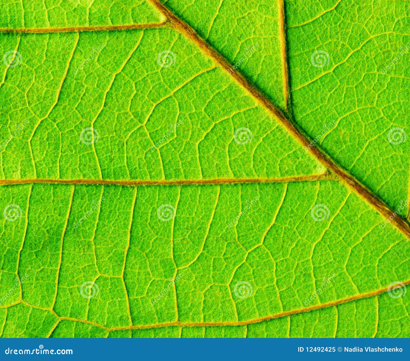 Leaf close up stock image. Image of light, shadows, nature - 12492425