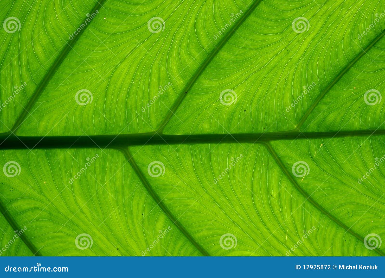 Leaf close up stock photo. Image of plant, growth, fresh - 12925872