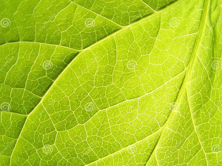 Leaf: Close up stock image. Image of branches, growth, forest - 175531