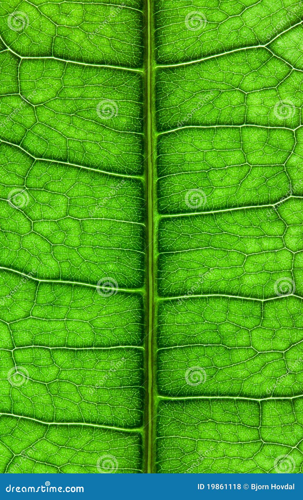 Leaf close up stock photo. Image of leaves, flora, blade - 19861118