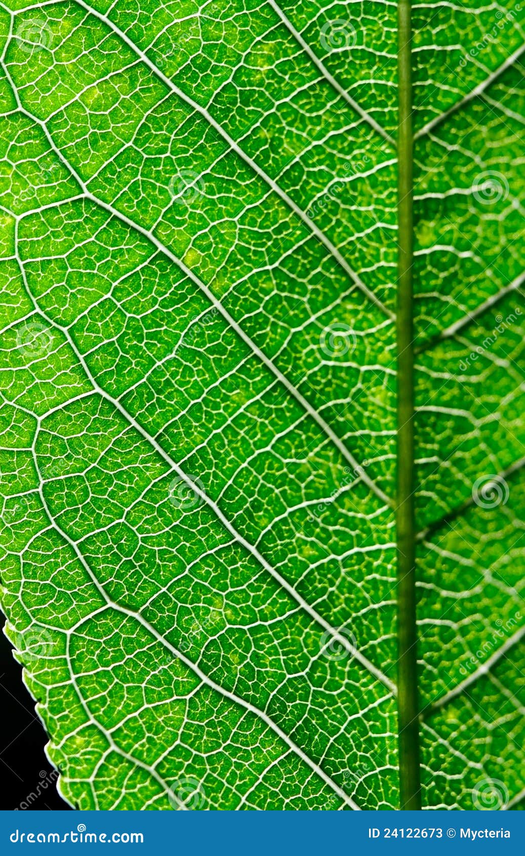 Leaf close up stock image. Image of light, grunge, foliage - 24122673