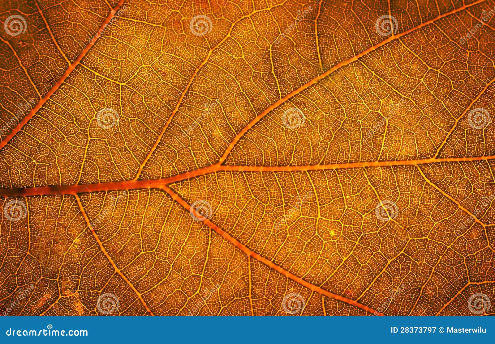 Leaf close up stock image. Image of abstract, autumn - 28373797