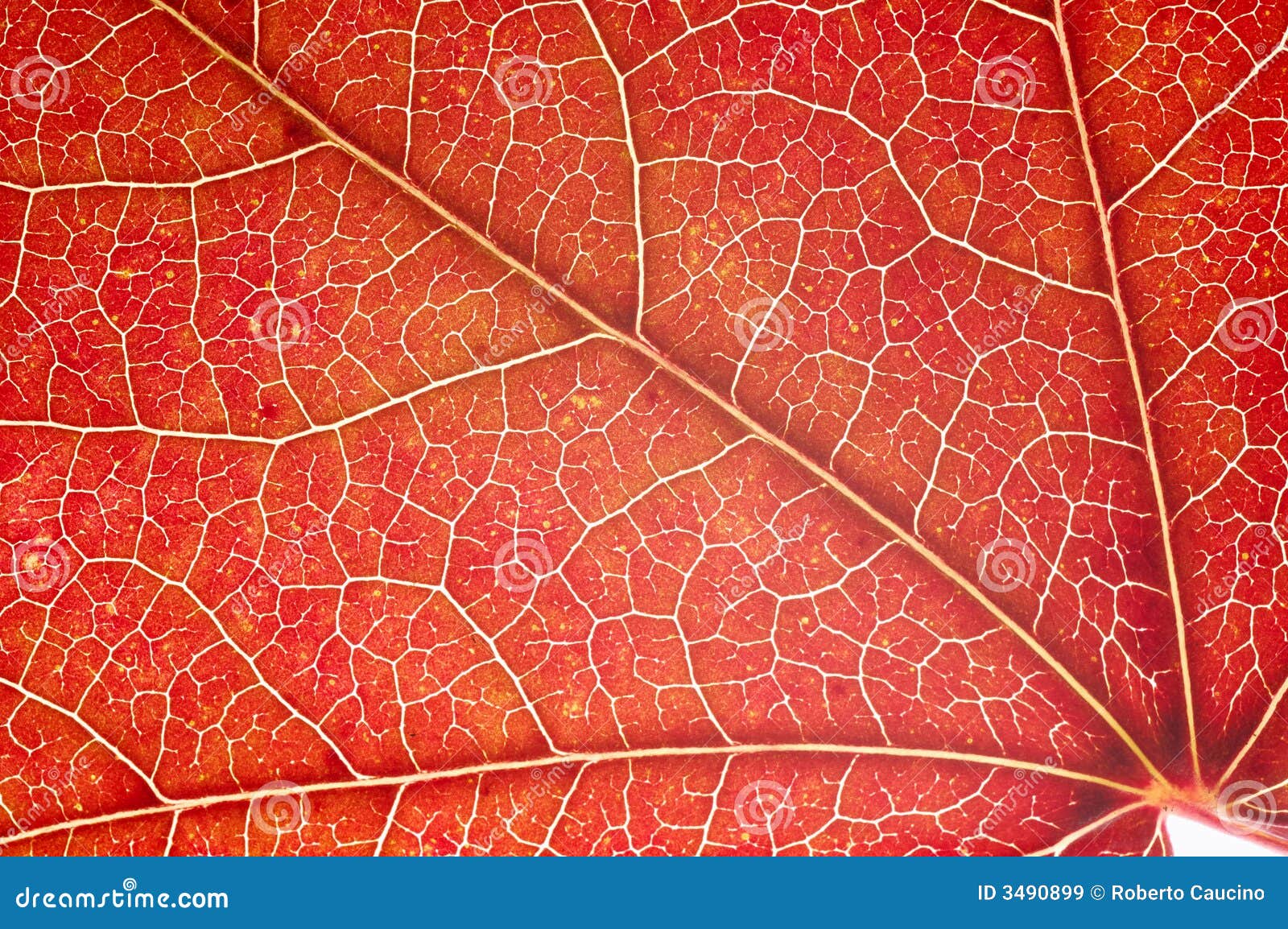 Leaf close-up stock image. Image of leaves, background - 3490899