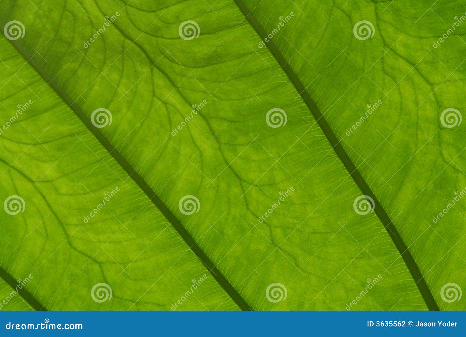 Leaf: Close Up stock photo. Image of bright, growth, greenery - 3635562