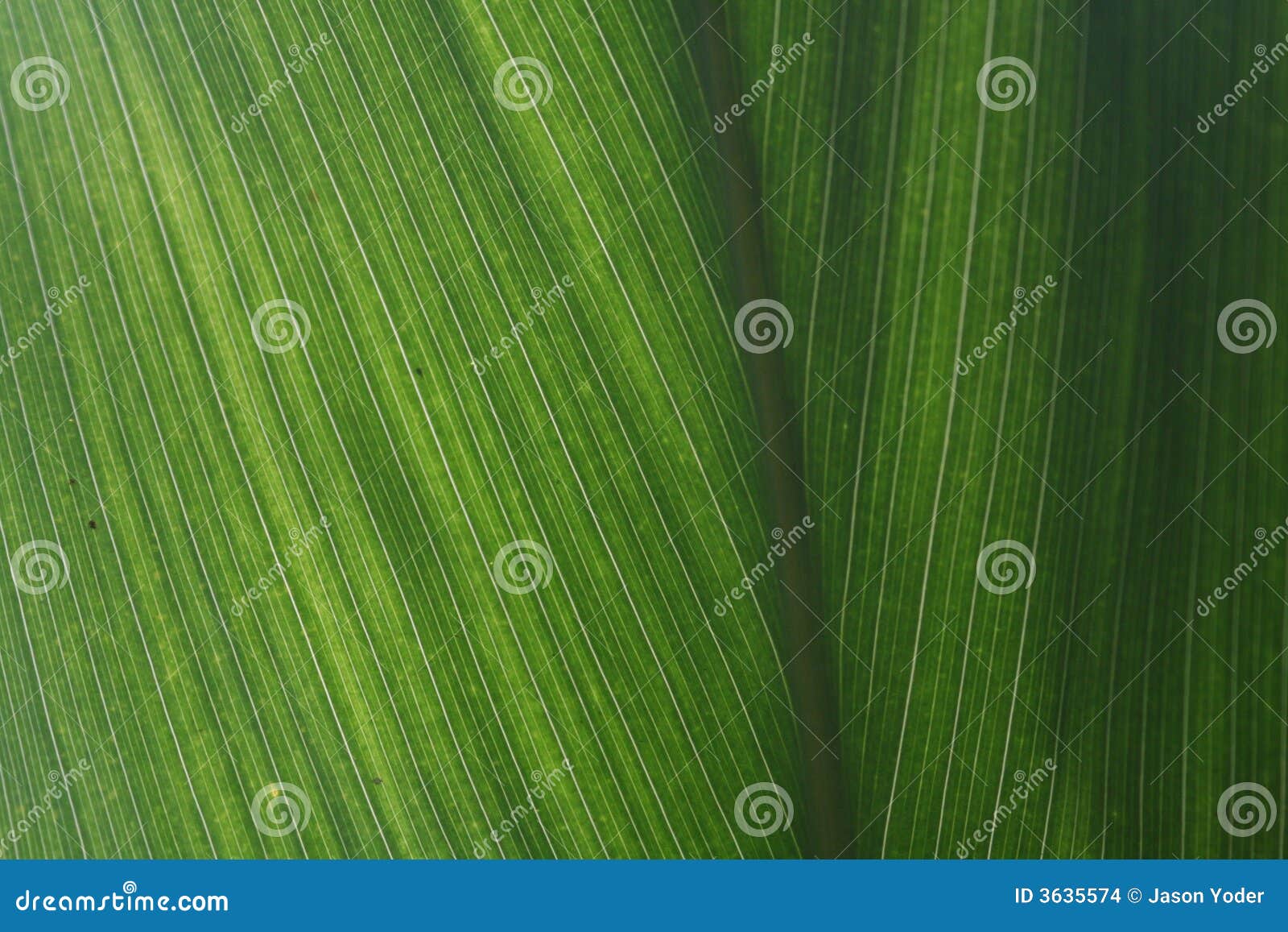 Leaf: Close Up stock photo. Image of ecological, botanical - 3635574