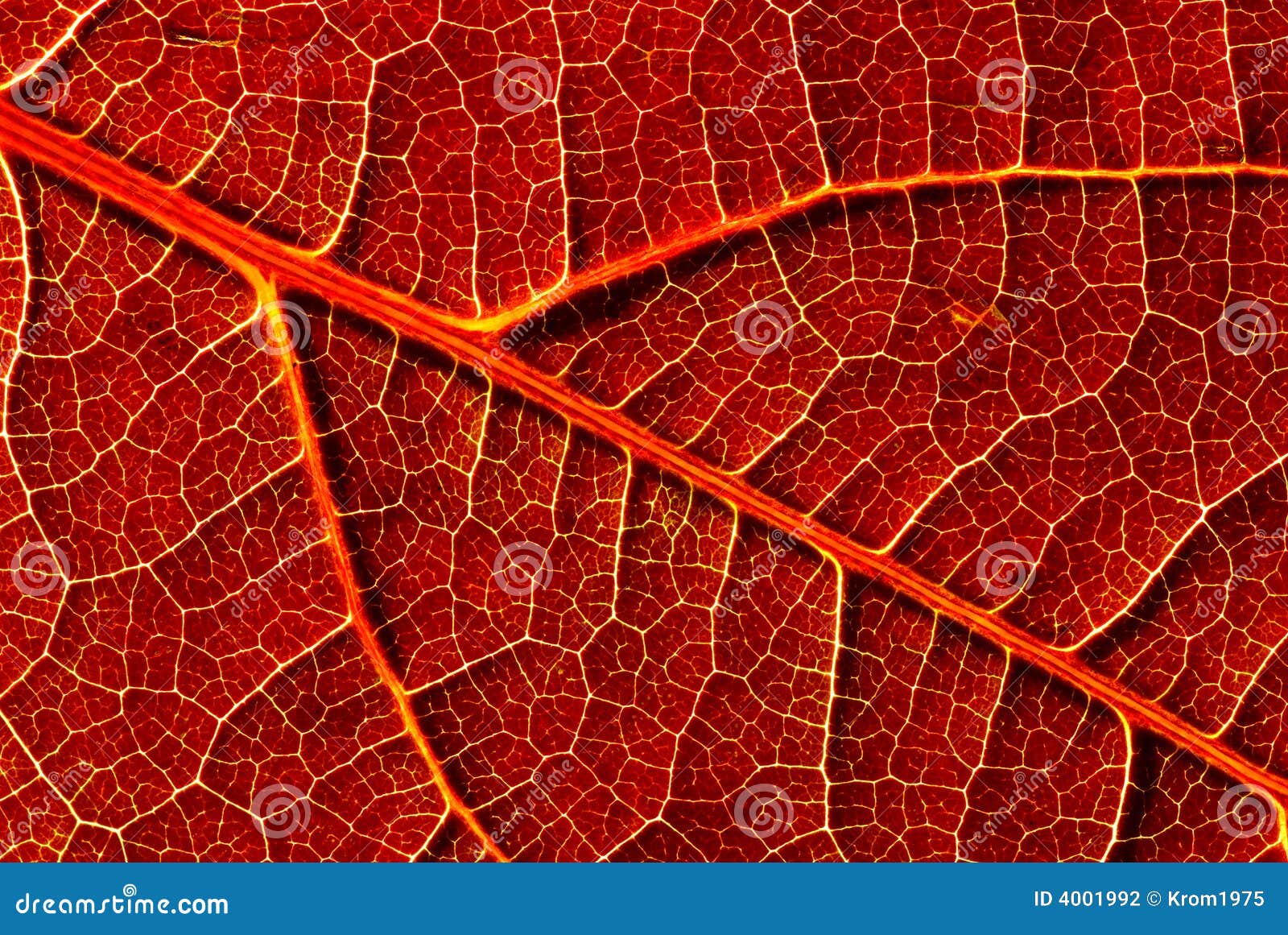 Leaf Close-Up stock photo. Image of plant, fruits, daylight - 4001992