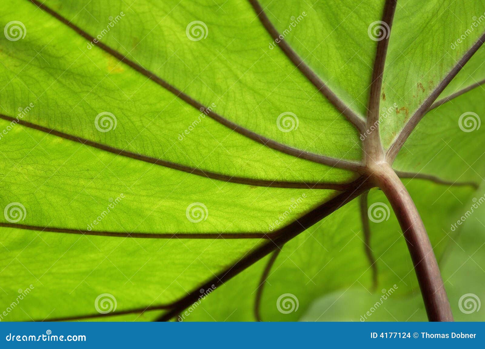 Leaf close up stock photo. Image of green, garden, foliage - 4177124
