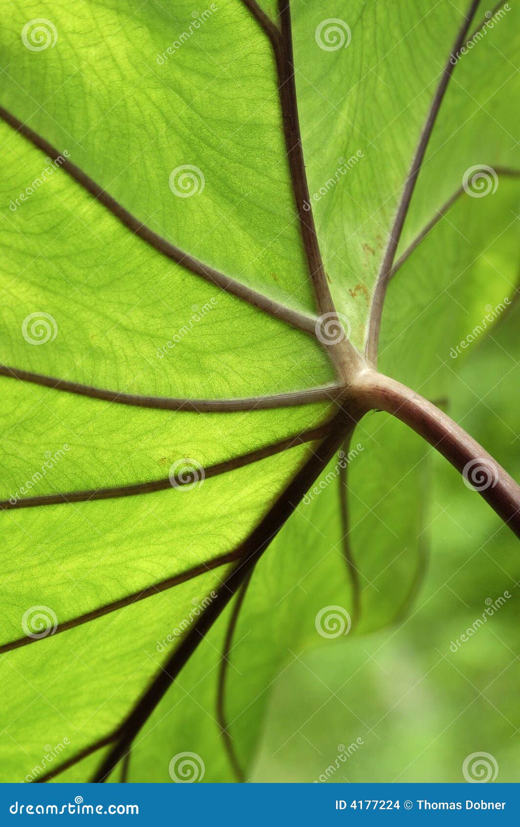 Leaf close up stock photo. Image of solar, light, close - 4177224
