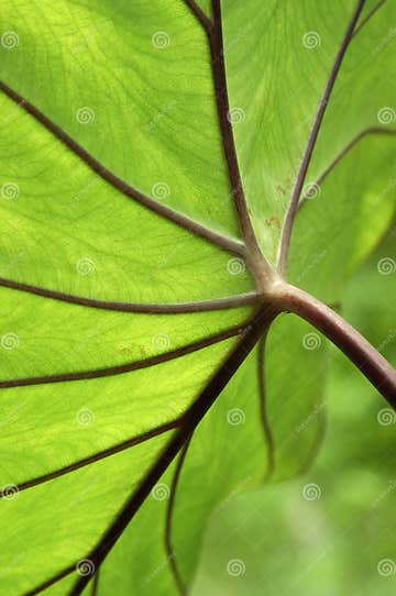 Leaf close up stock photo. Image of solar, light, close - 4177224