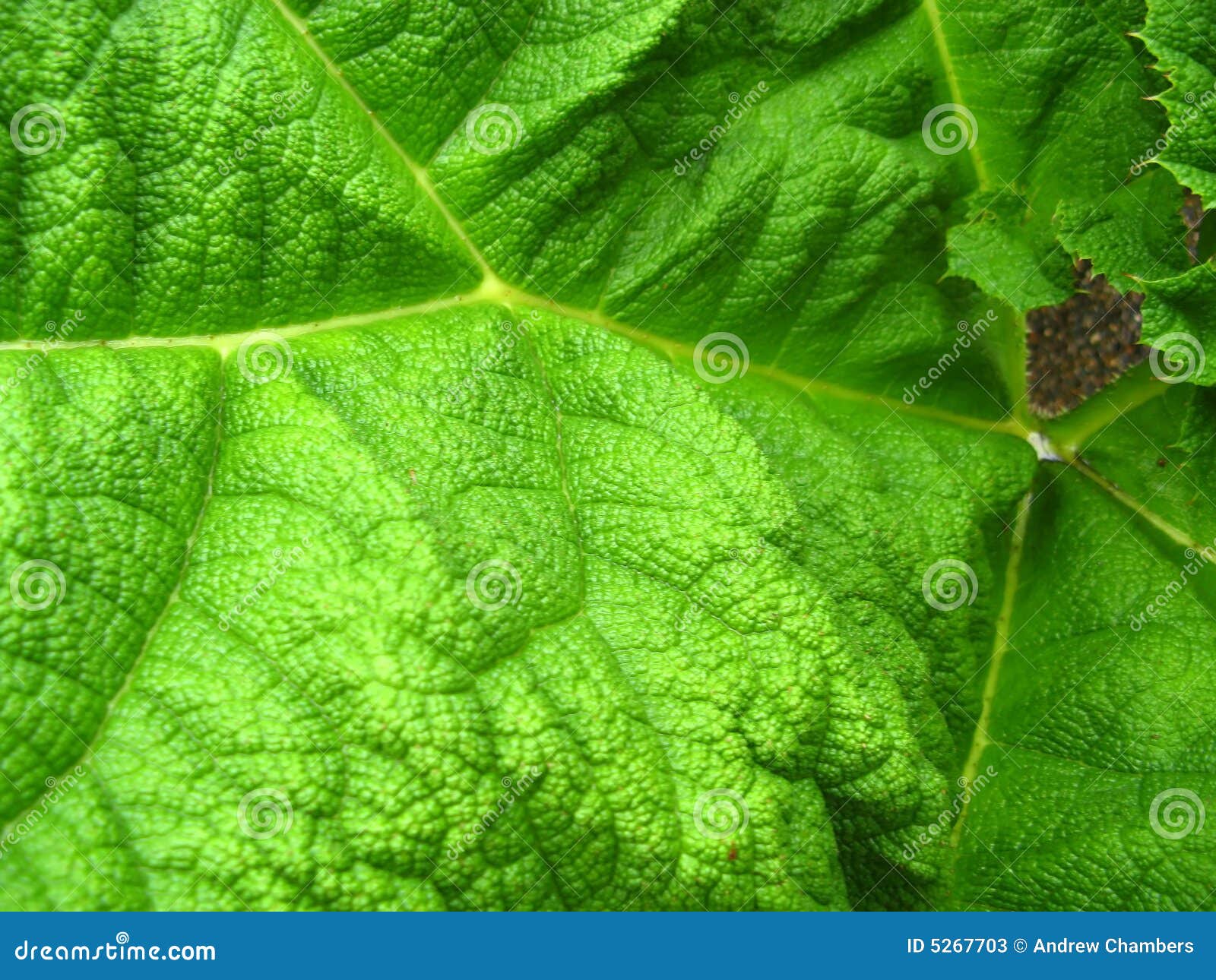 Leaf Close Up stock image. Image of green, colorful, flora - 5267703