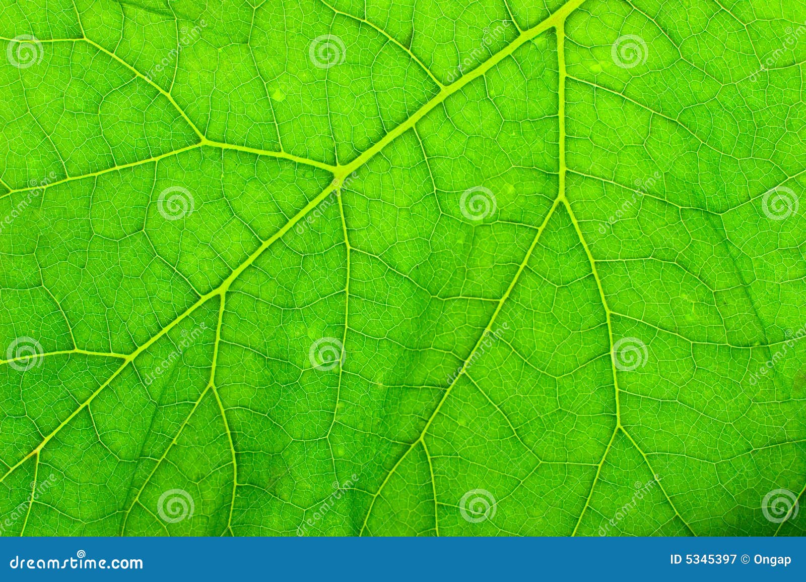 Leaf close-up stock image. Image of texture, background - 5345397