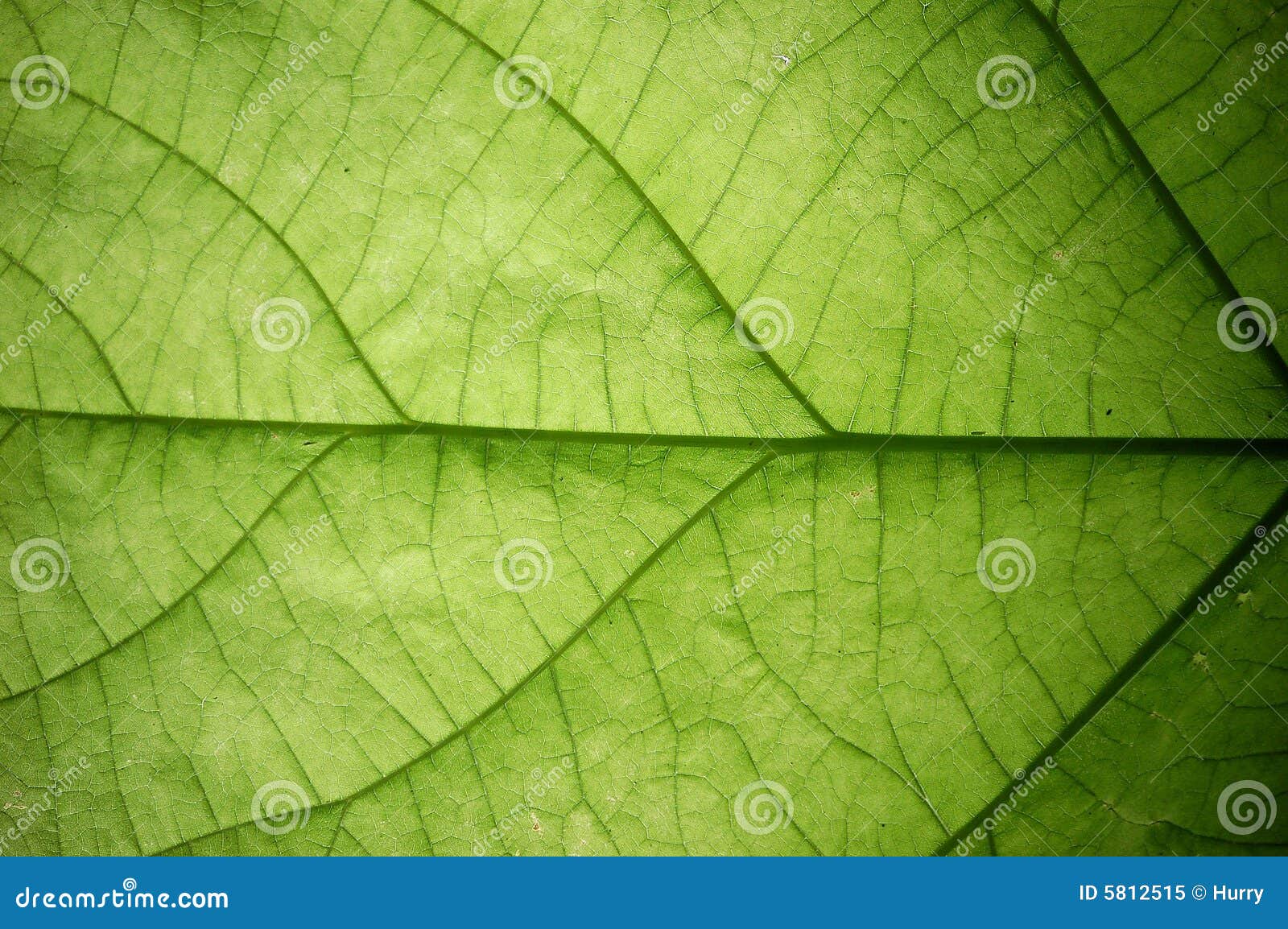 Leaf, close up stock image. Image of symmetry, structure - 5812515