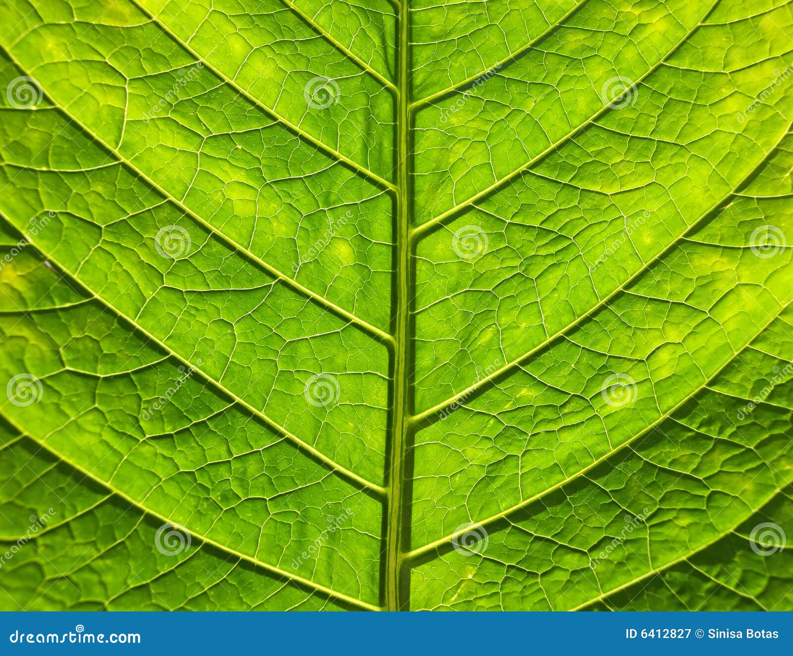 Leaf close up stock image. Image of forest, solar, texture - 6412827