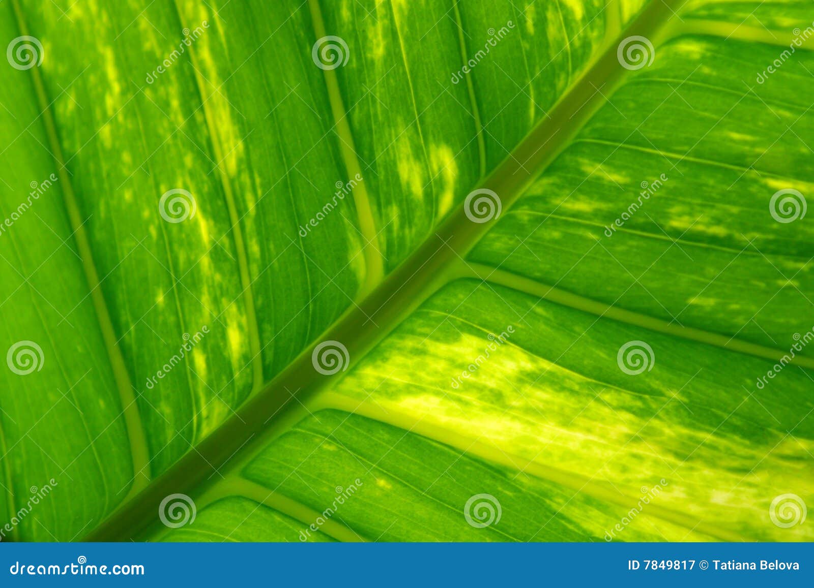 Leaf. Close up stock image. Image of plant, garden, large - 7849817