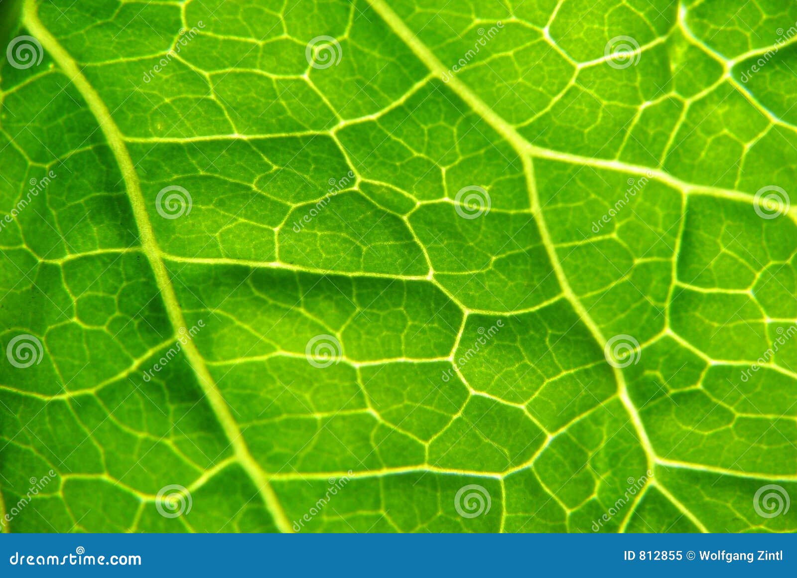 Leaf close up stock image. Image of tree, nature, macro - 812855