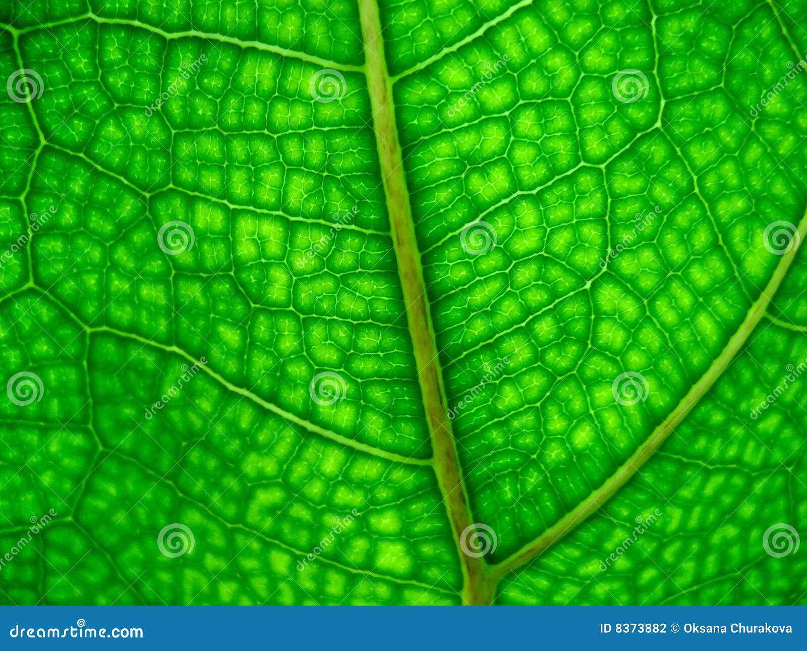 Leaf close up stock photo. Image of branch, sunlight, macro - 8373882