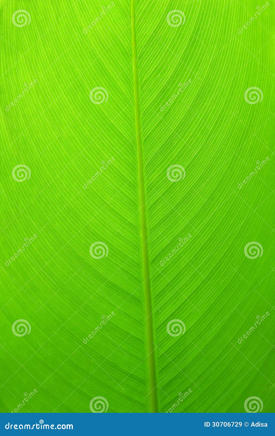 Leaf stock image. Image of photosynthesis, life, botanic - 30706729