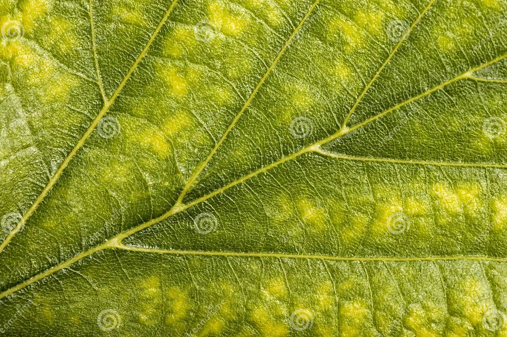 Leaf close-up shot. stock image. Image of seasonal, closeup - 5450653