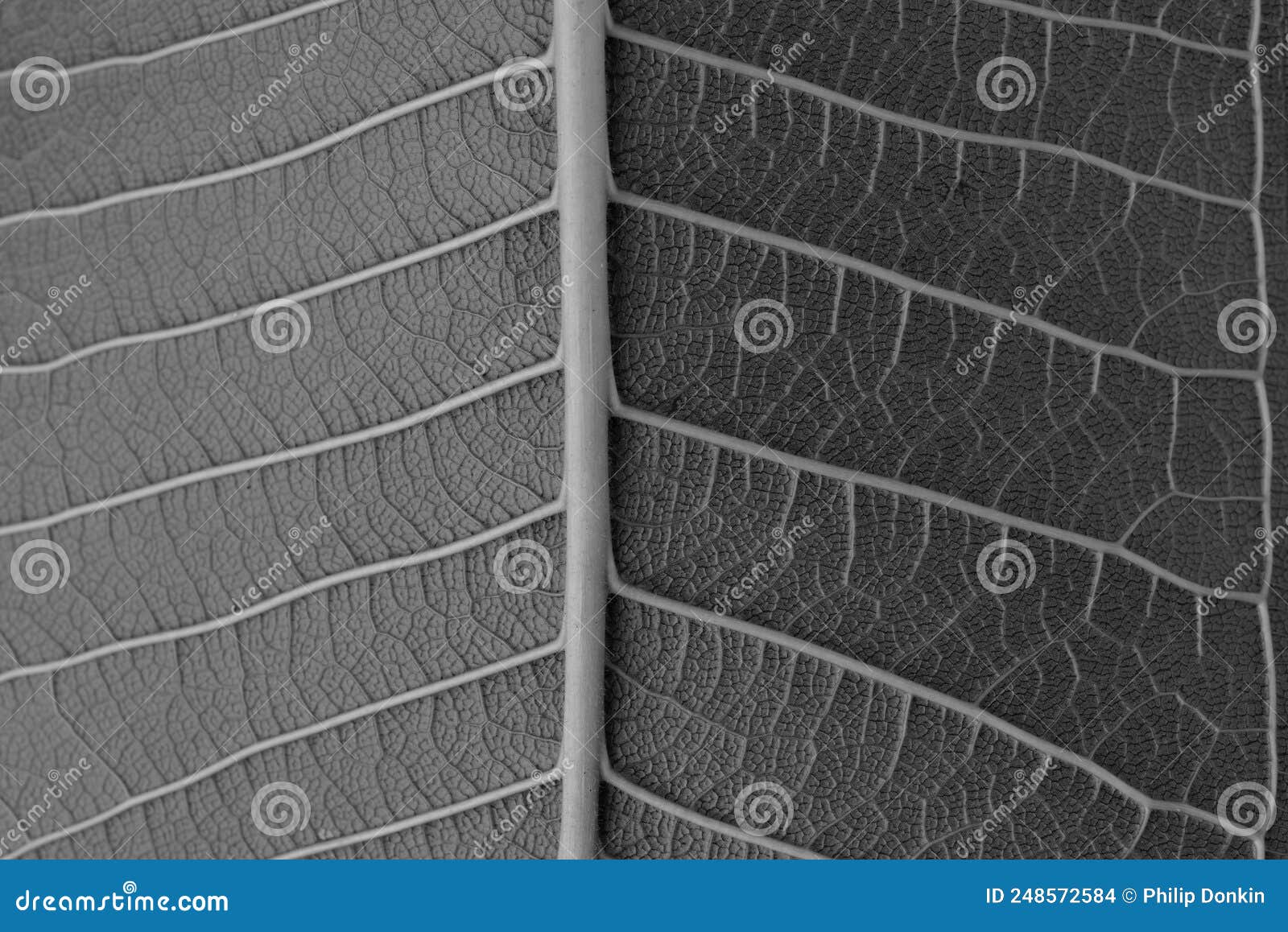 Leaf Close Up Showing Cell Structure and Textures Natural Patterns ...
