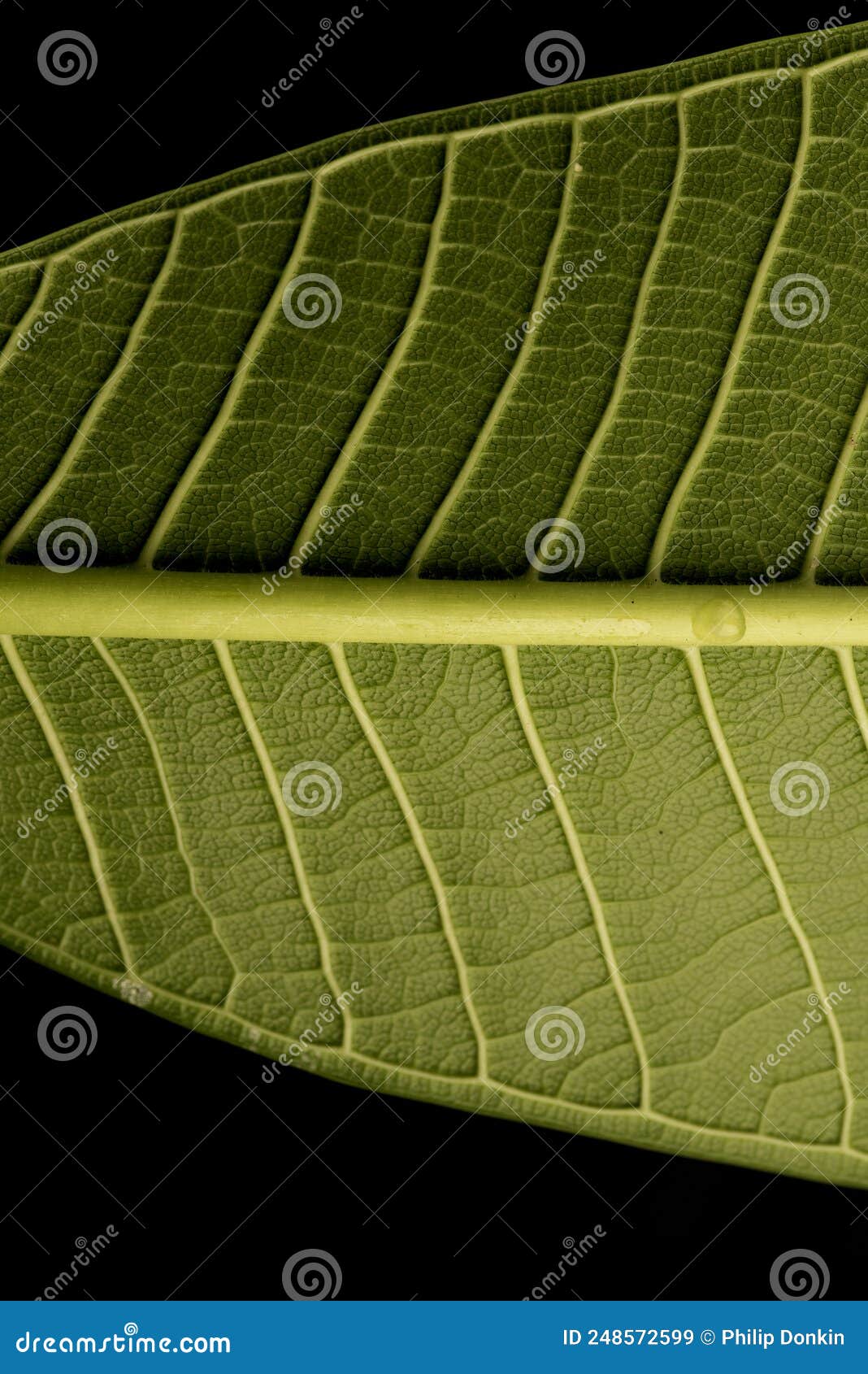 Leaf Close Up Showing Cell Structure and Textures Natural Patterns ...
