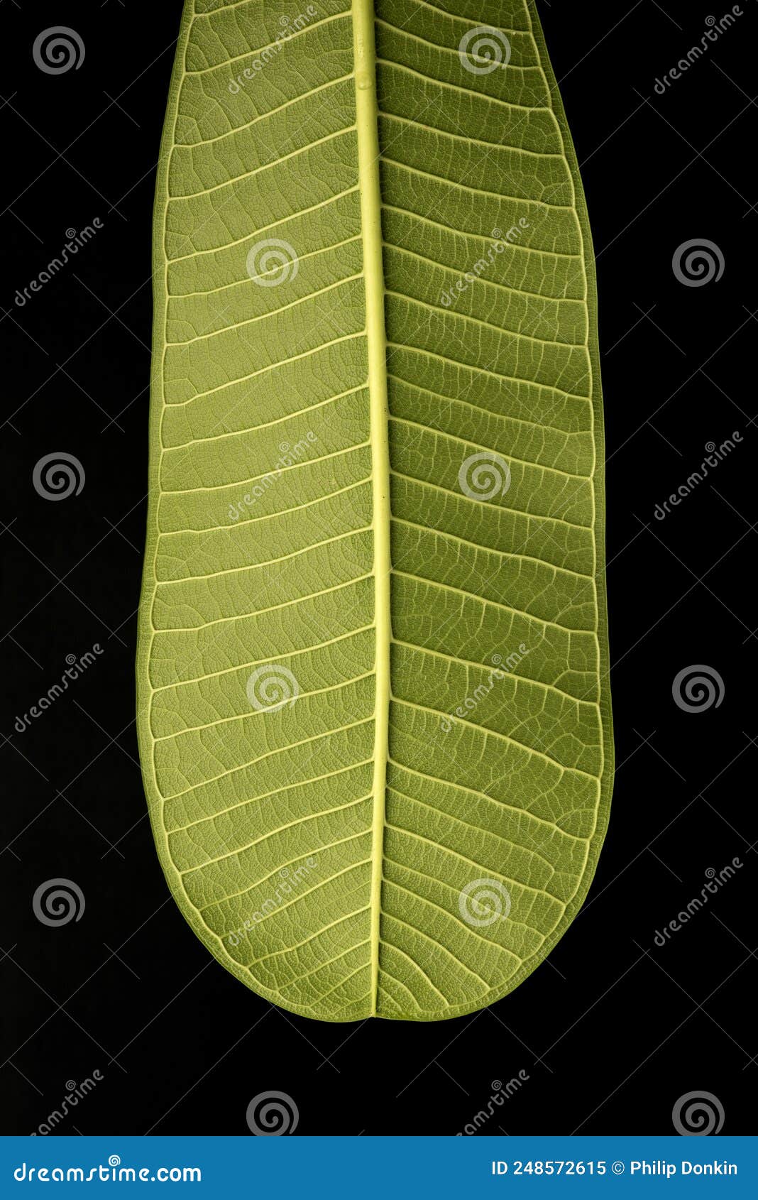 Leaf Close Up Showing Cell Structure and Textures Natural Patterns ...
