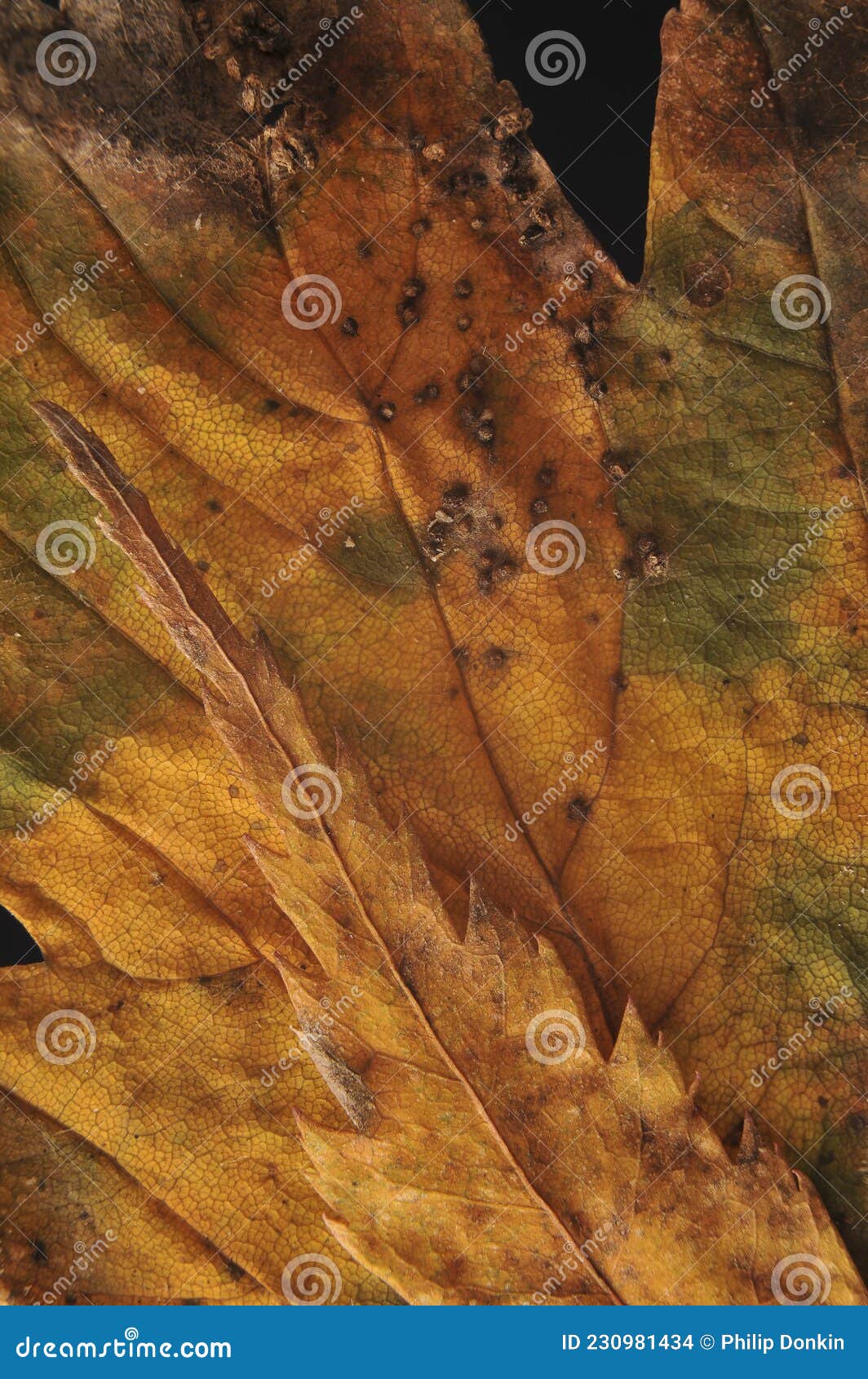 Leaf Close-up Showing Damage and Colour Changes after Insect and Fungi ...