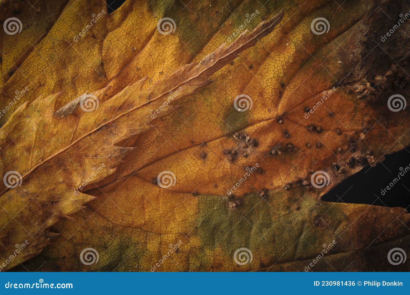 Leaf Close-up Showing Damage and Colour Changes after Insect and Fungi ...