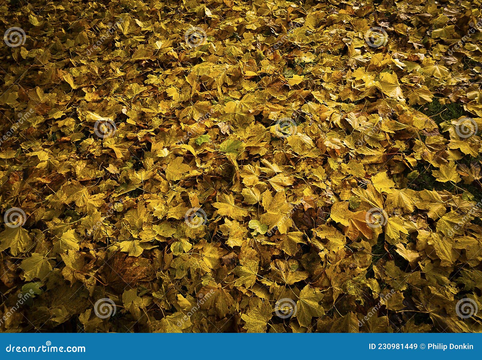 Leaf Close-up Showing Damage and Colour Changes after Insect and Fungi ...