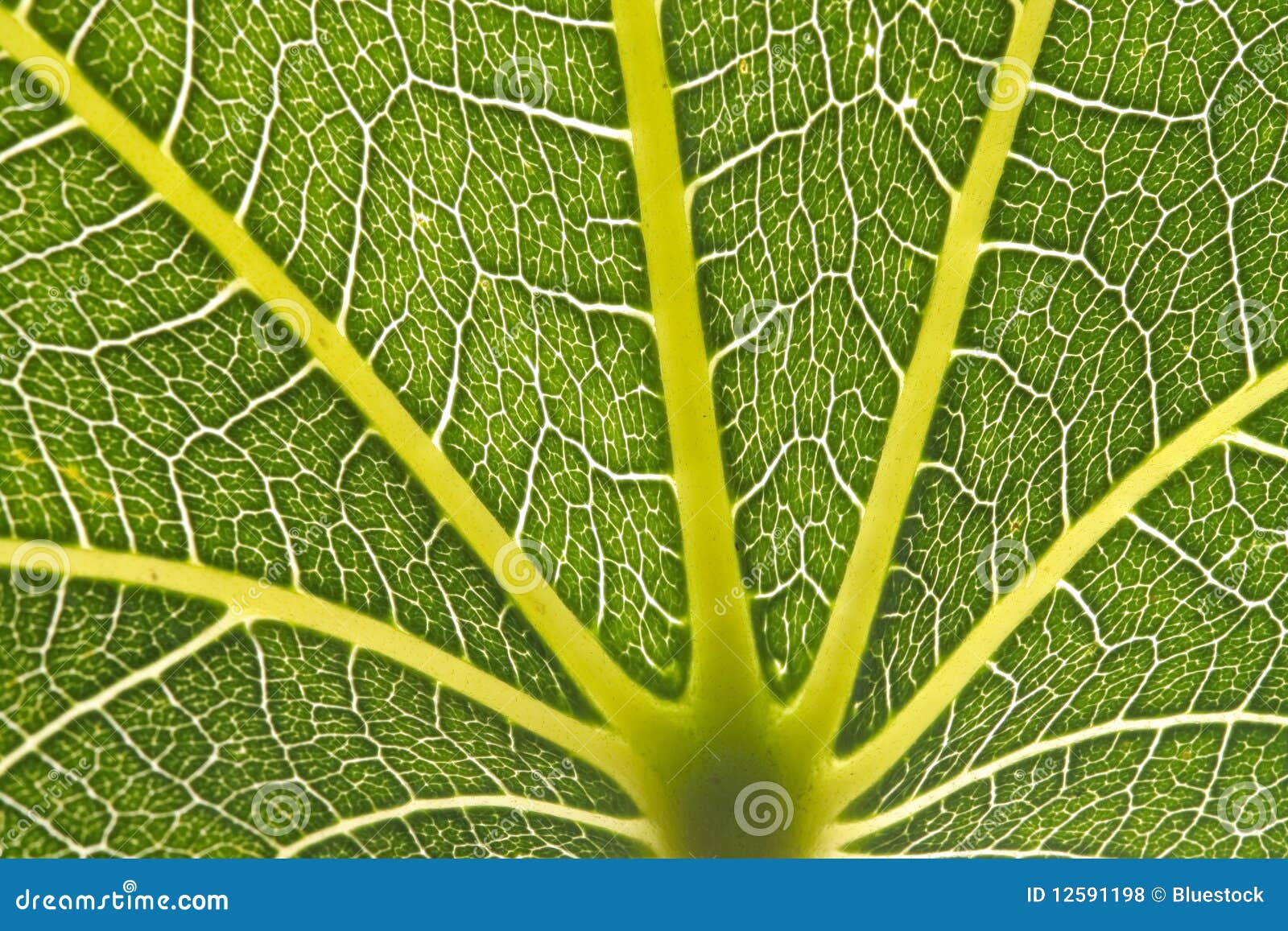 Leaf Close Up Showing Veins Stock Photo - Image of season, macro: 12591198