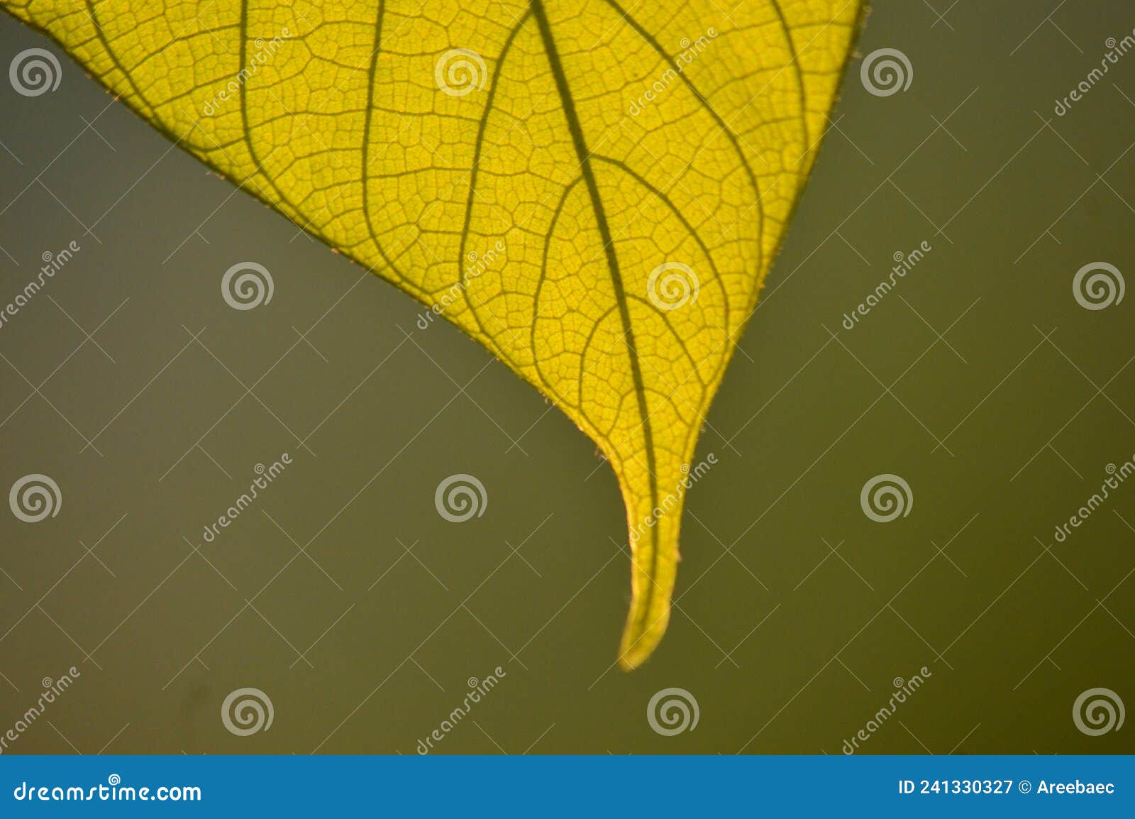 Leaf close-up wallpaper stock image. Image of orange - 241330327