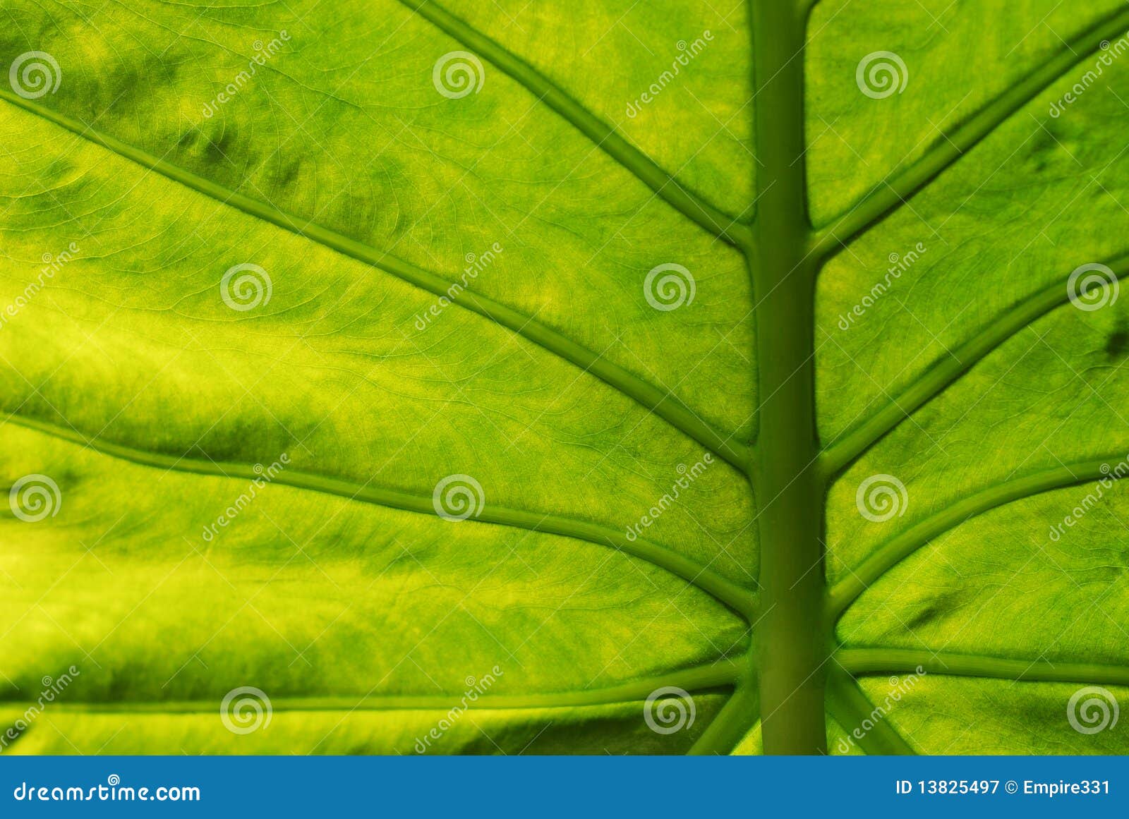 Leaf closeup stock image. Image of tree, nature, pattern - 13825497