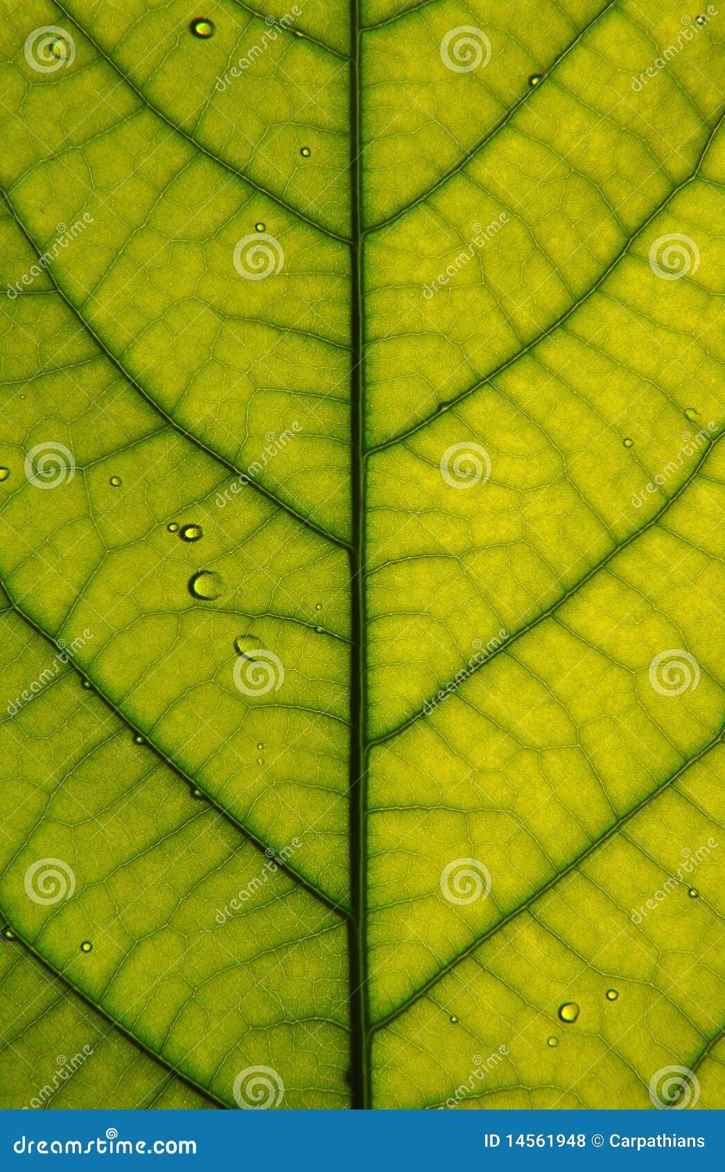 Leaf closeup stock photo. Image of detail, foliage, macro - 14561948