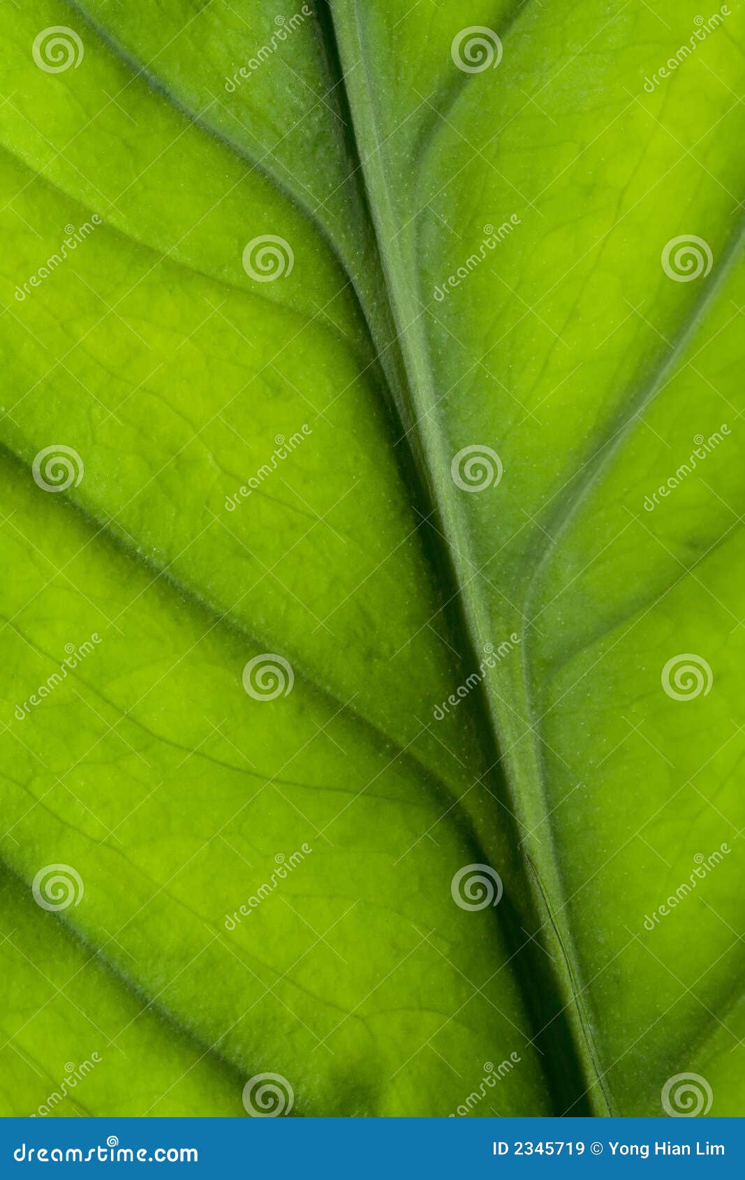 Leaf closeup stock image. Image of vein, botanic, pattern - 2345719