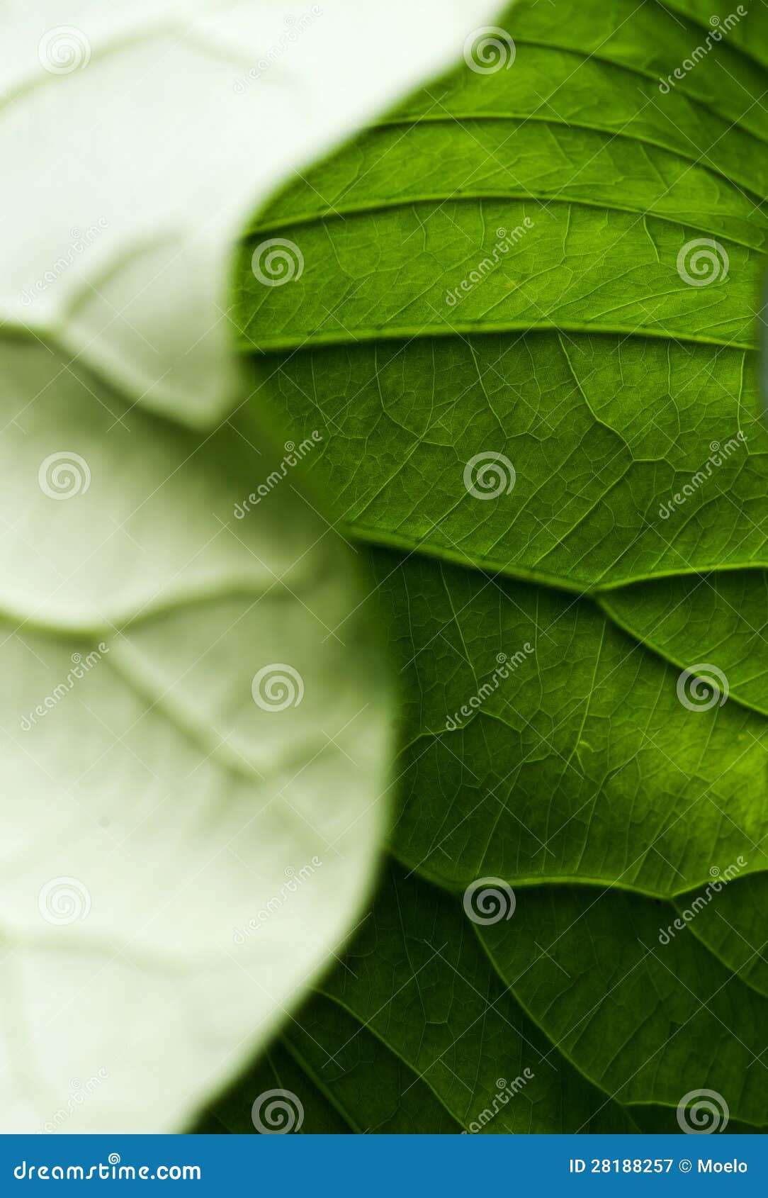 Leaf closeup stock image. Image of floral, seasonal, natural - 28188257