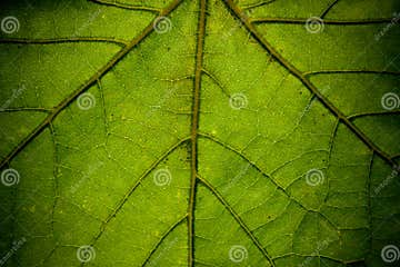 Leaf Closeup stock image. Image of sunlight, forest, planted - 5149873