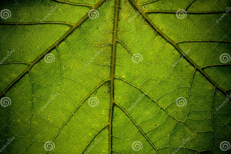Leaf Closeup stock image. Image of sunlight, forest, planted - 5149873