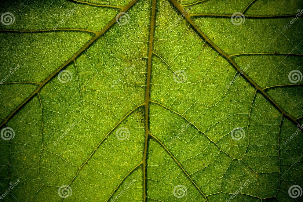 Leaf Closeup stock image. Image of sunlight, forest, planted - 5149873