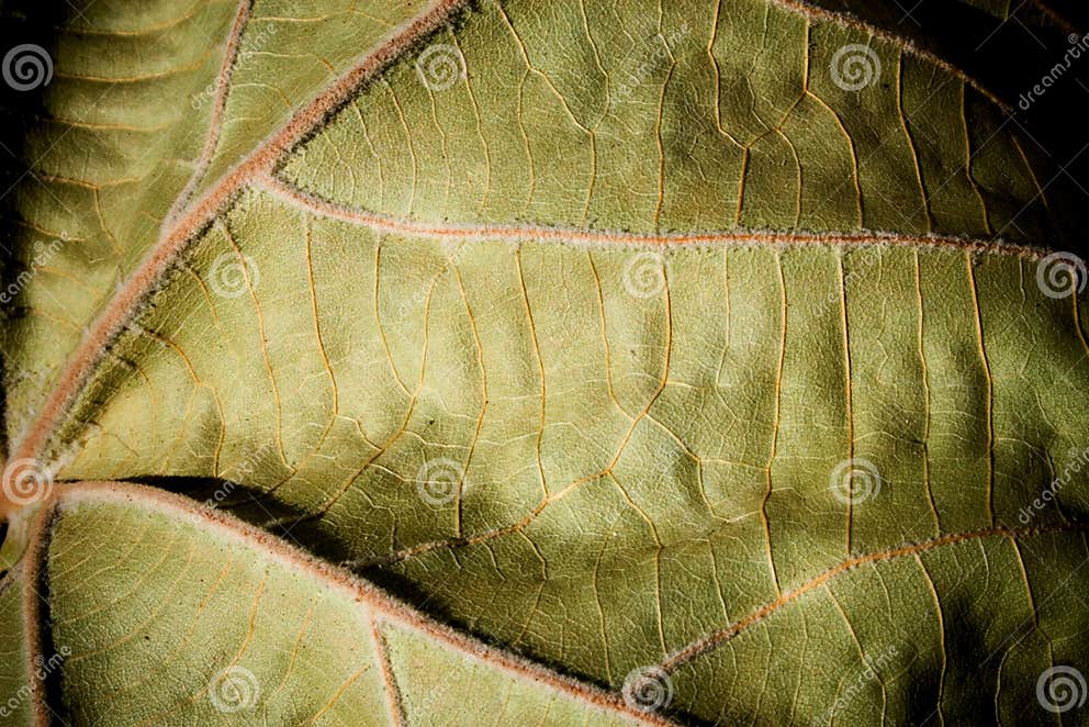 Leaf Closeup stock image. Image of beautiful, sunlight - 5367871