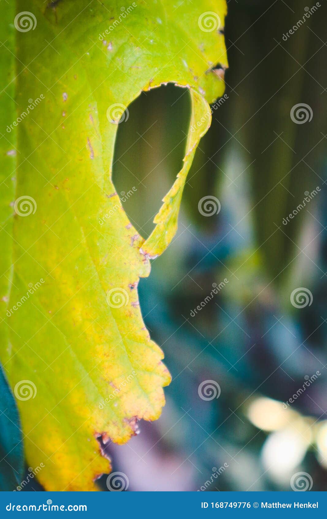 Leaf Closeup with Abstract Angles Stock Photo - Image of angles ...