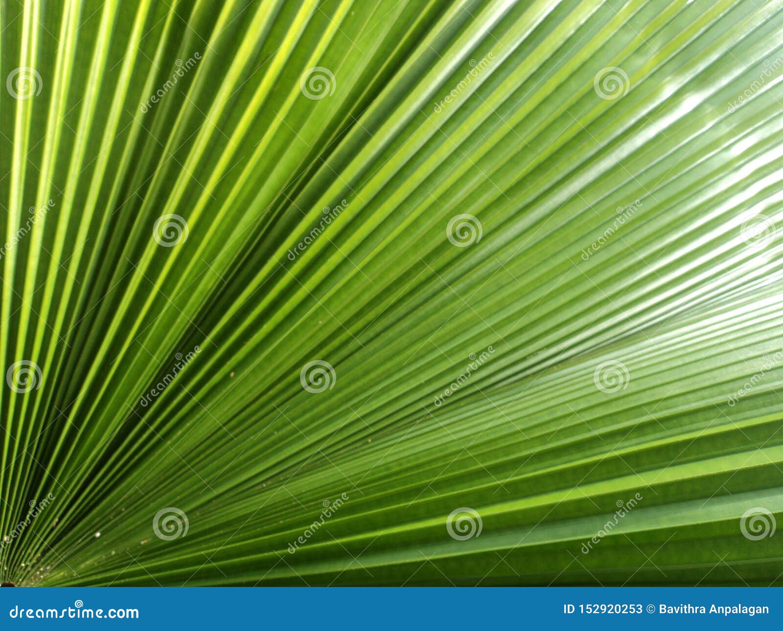 Leaf Closeup stock image. Image of detail, background - 152920253