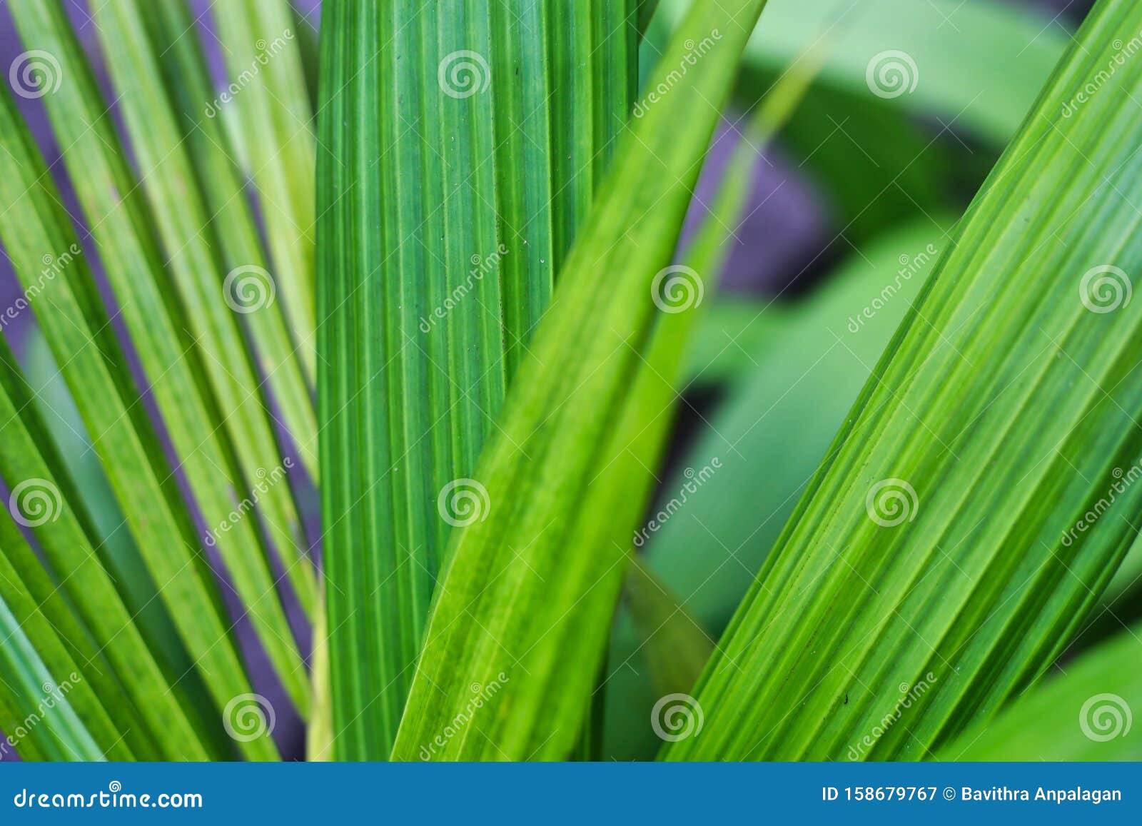 Leaf Closeup stock image. Image of design, beauty, beautiful - 158679767