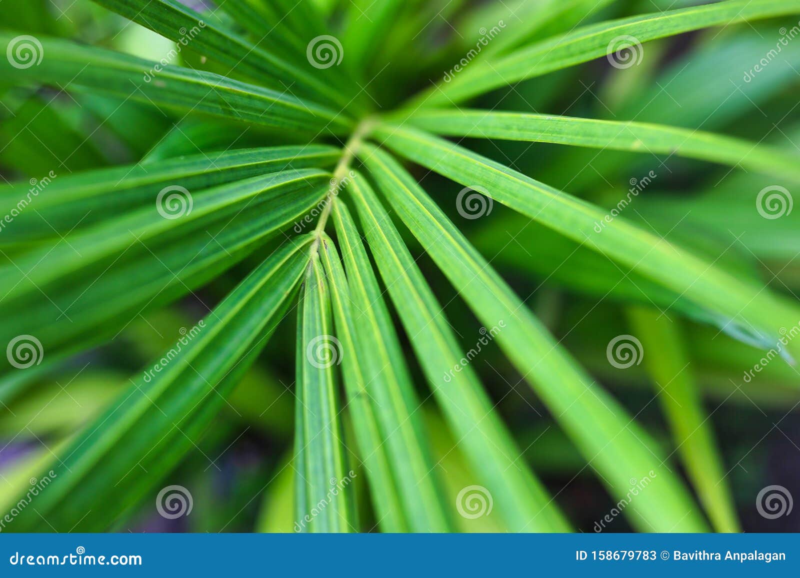Leaf Closeup stock image. Image of detail, decorative - 158679783