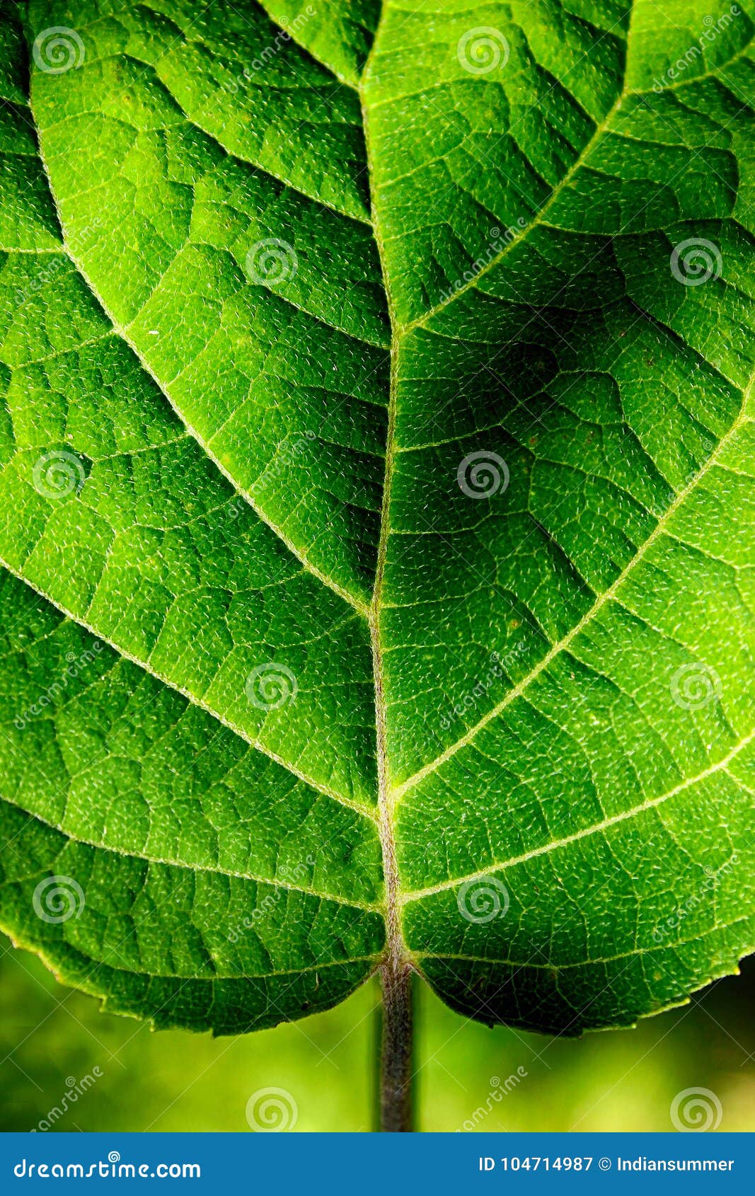 Leaf closeup stock image. Image of leaf, nature, tree - 104714987