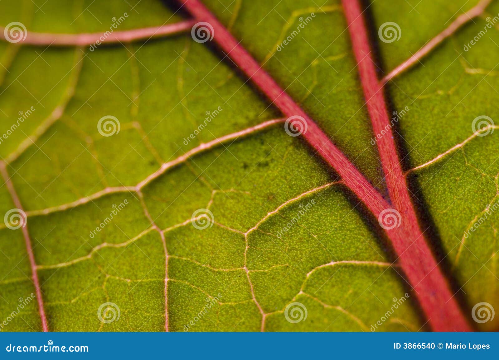 Leaf closeup macro stock photo. Image of delicate, isolation - 3866540