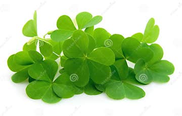 Leaf clover stock image. Image of four, symbol, luck - 19826911
